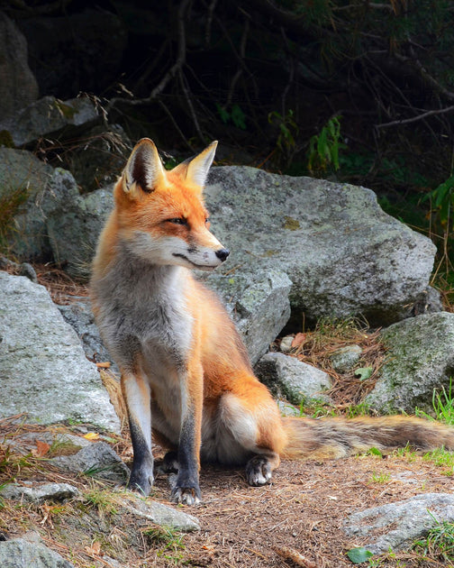 Western Animals - 5pc Double-Sided Art Print Set – QIK FRAME